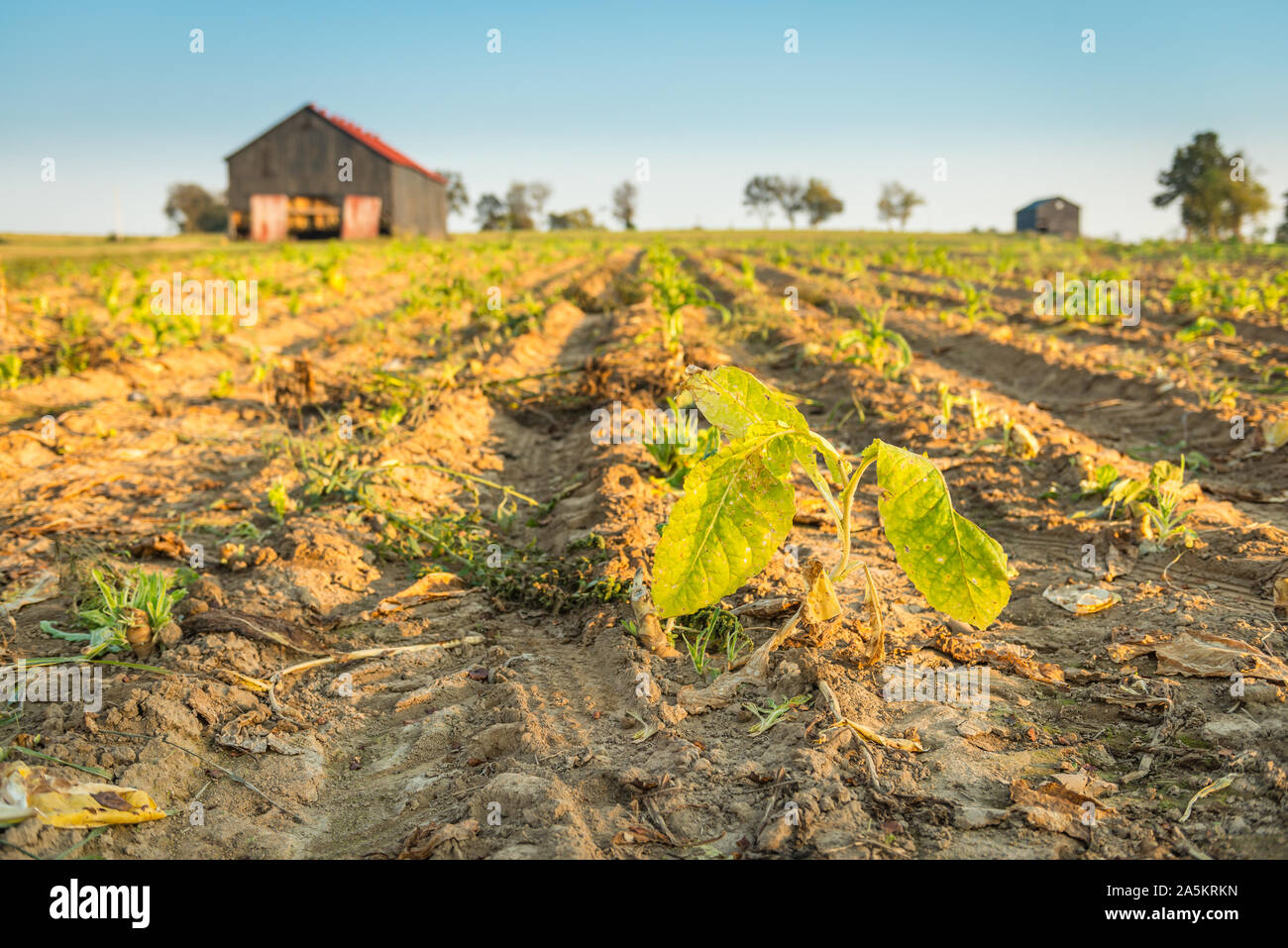 Tobacco harvesting hi-res stock photography and images - Alamy