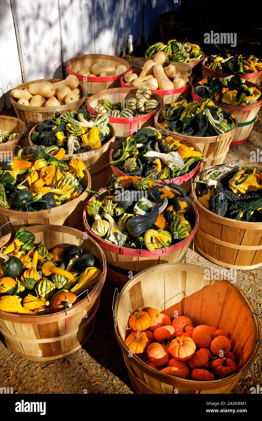 Baskets of Squash, Gourds, and Pumpkins Stock Photo - Alamy