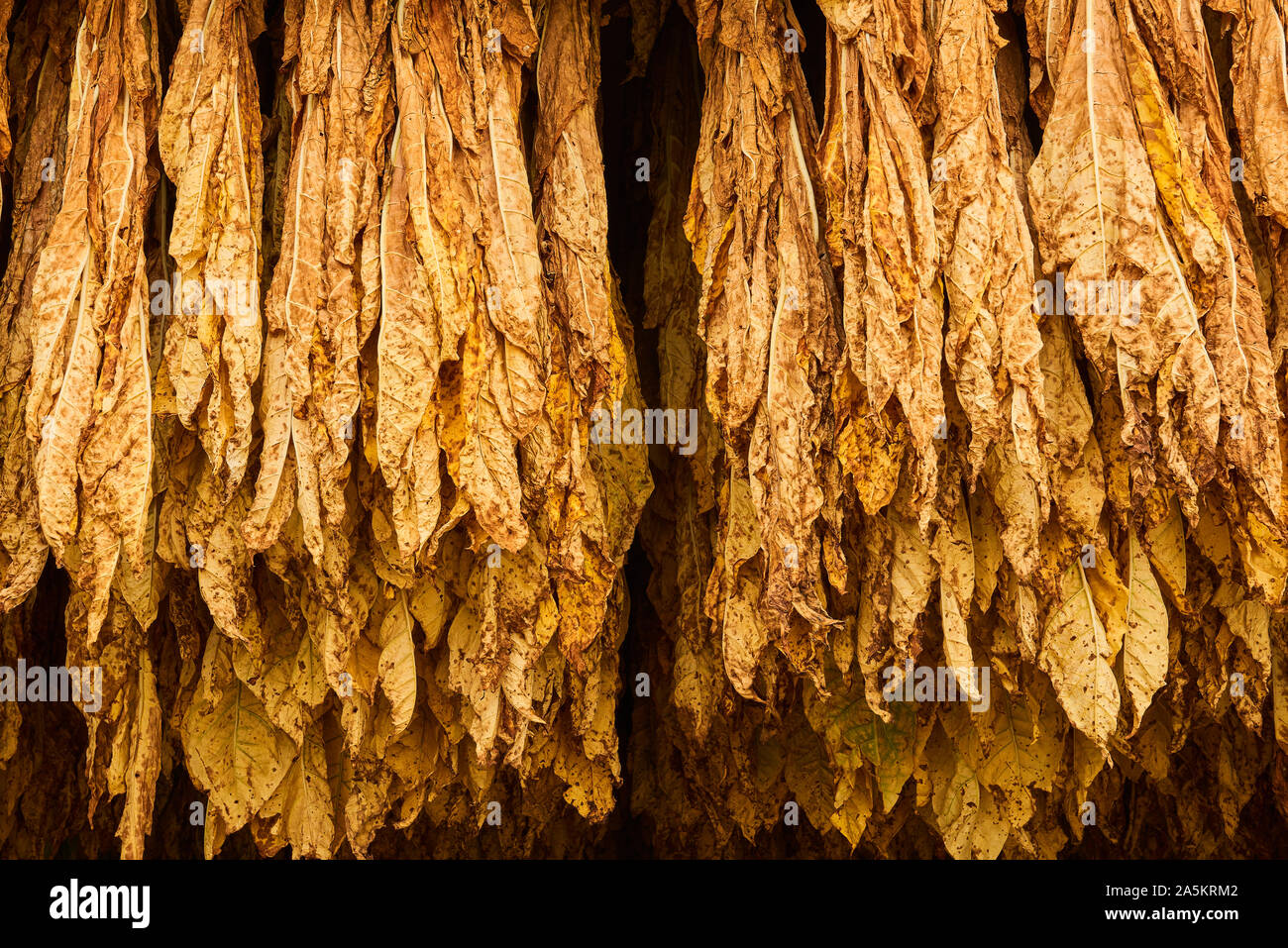 Curing Burley Tobacco Stock Photo - Alamy