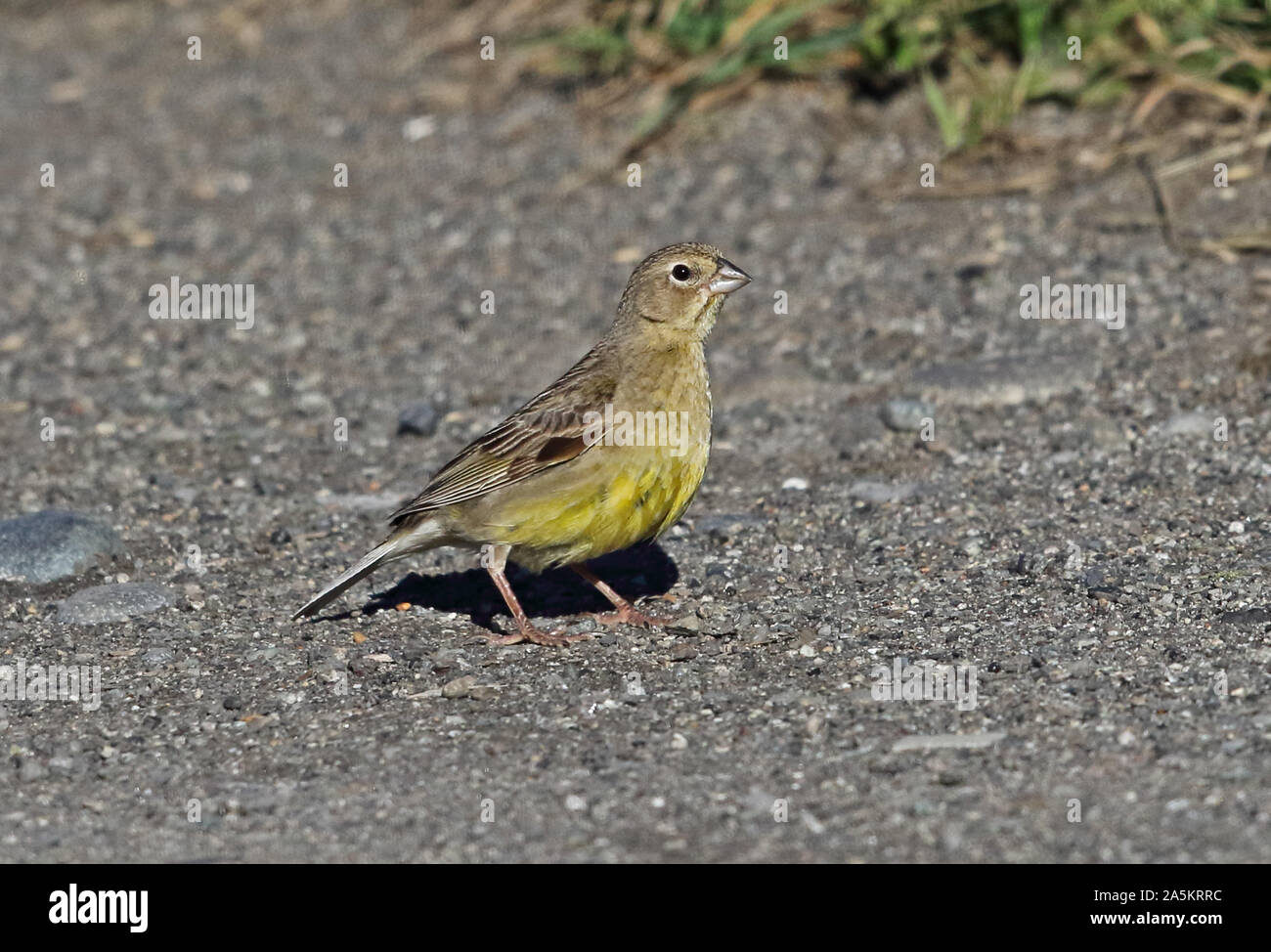 Grassland Yellow Finch