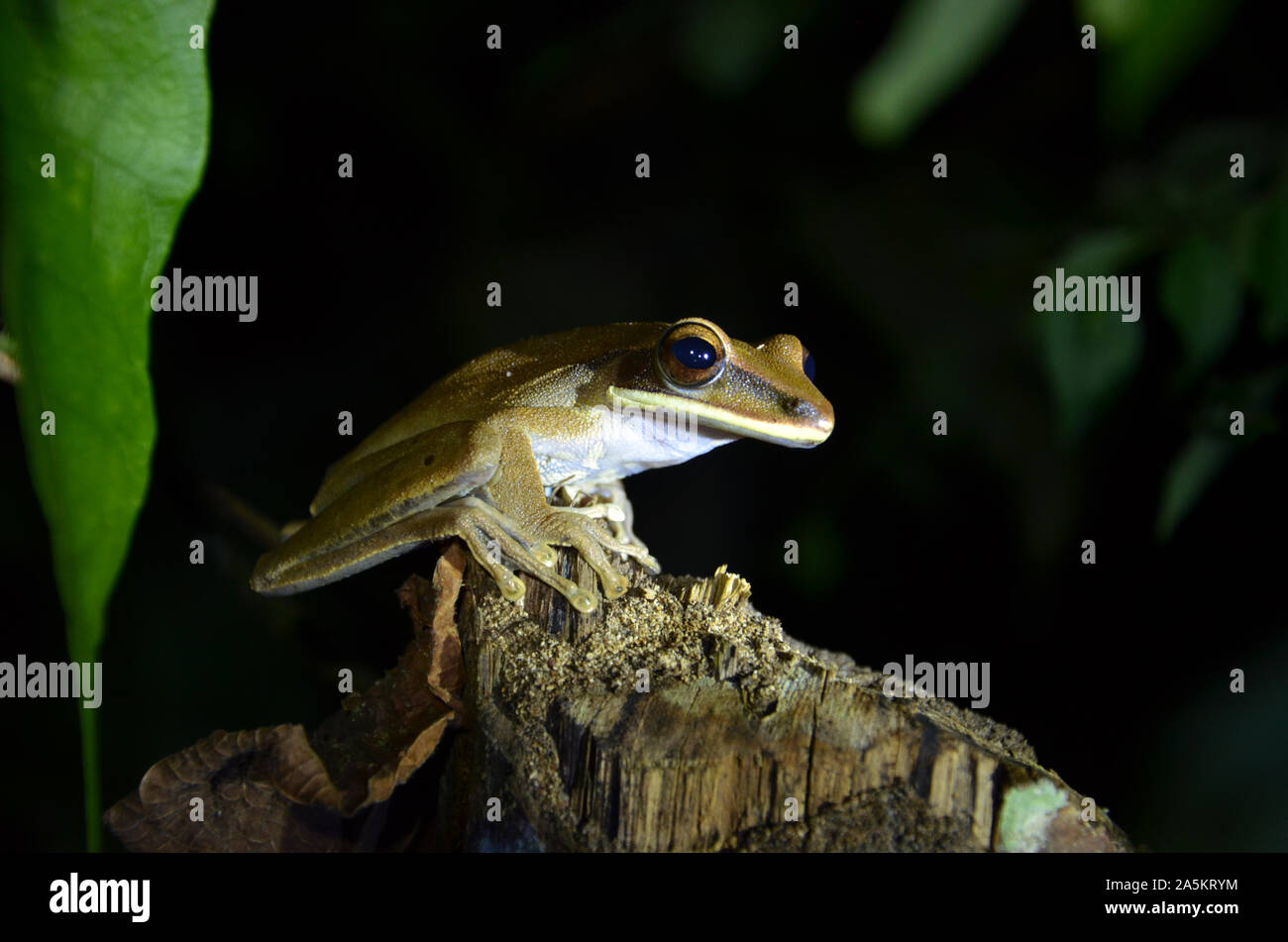 Tropical frog hi-res stock photography and images - Alamy