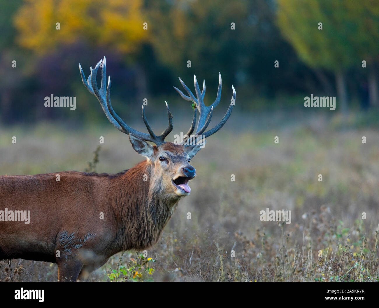 Red deer (Cervus elaphus Stock Photo - Alamy