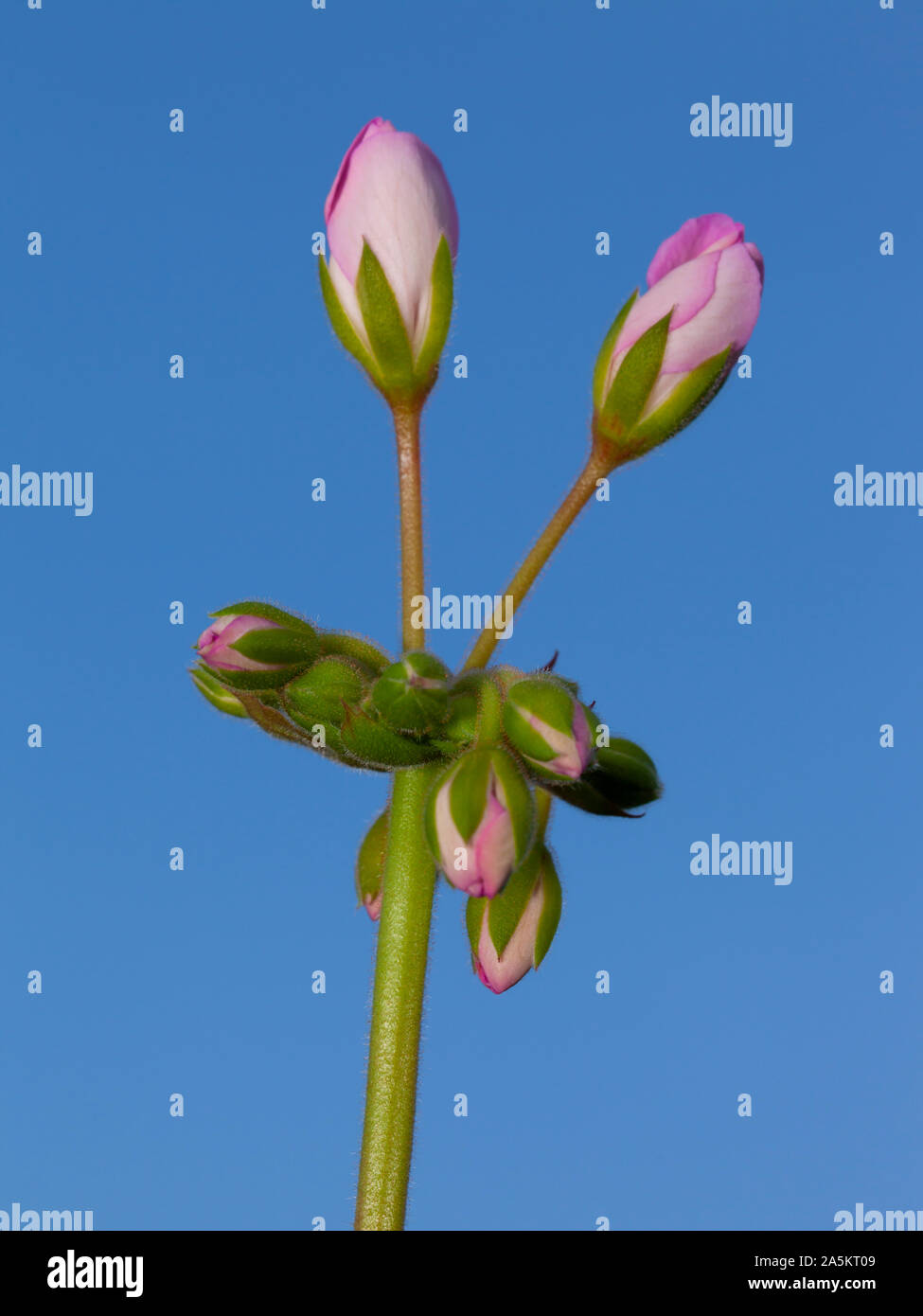 Pink flower buds about to blossom on a long stem with leaves Stock ...