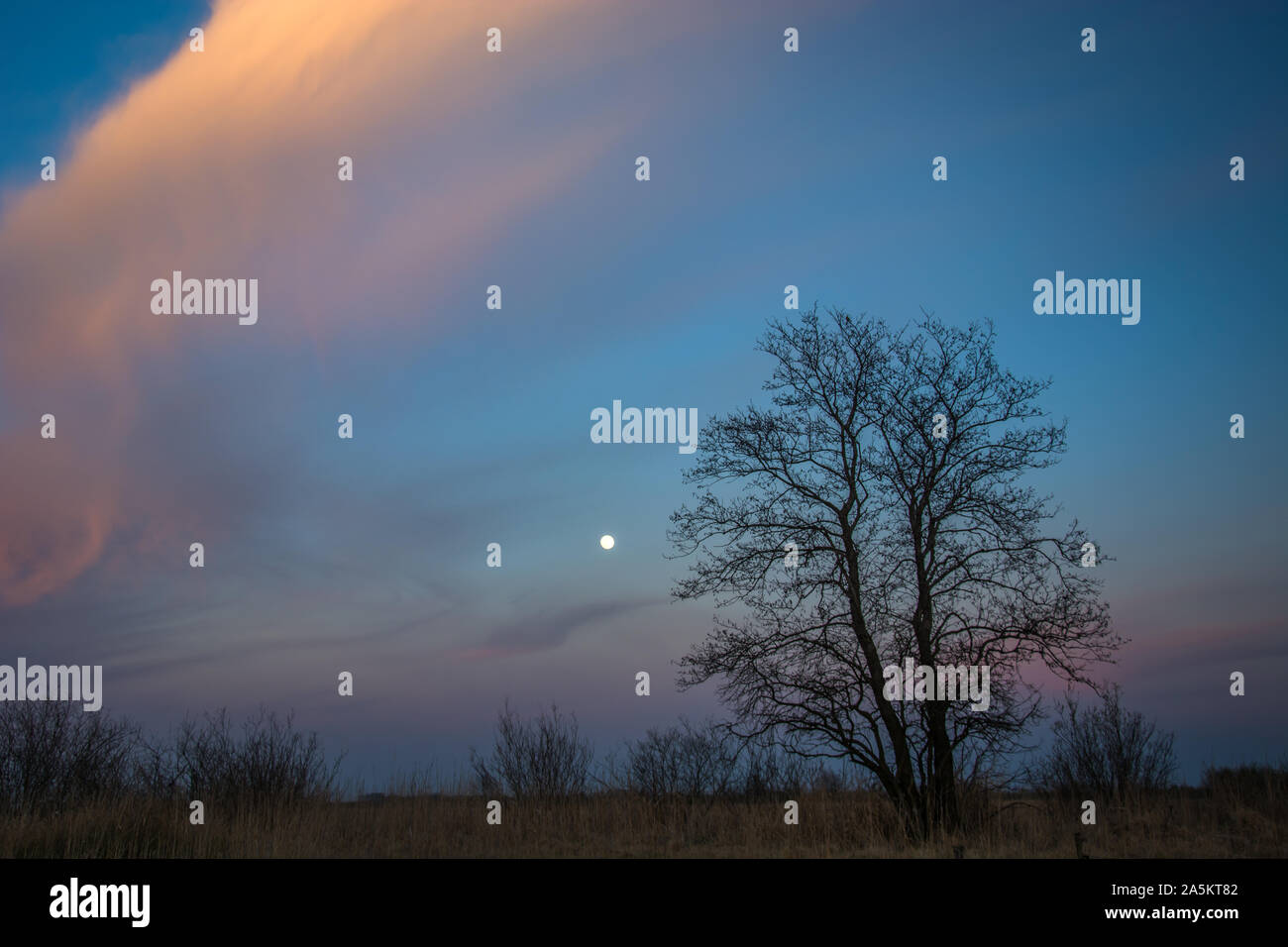 Moon and small tree hi-res stock photography and images - Alamy