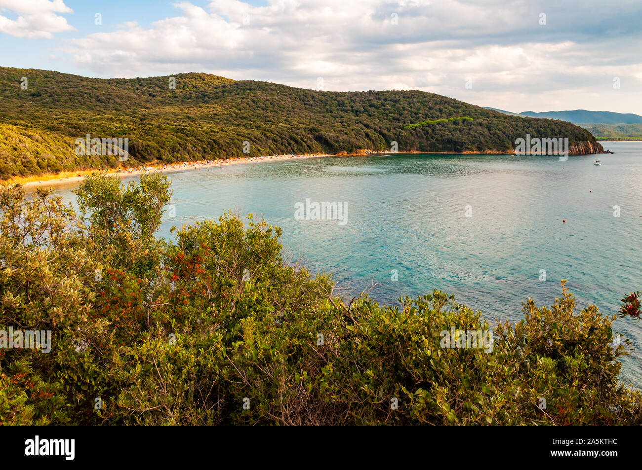 Cala violina hi-res stock photography and images - Alamy