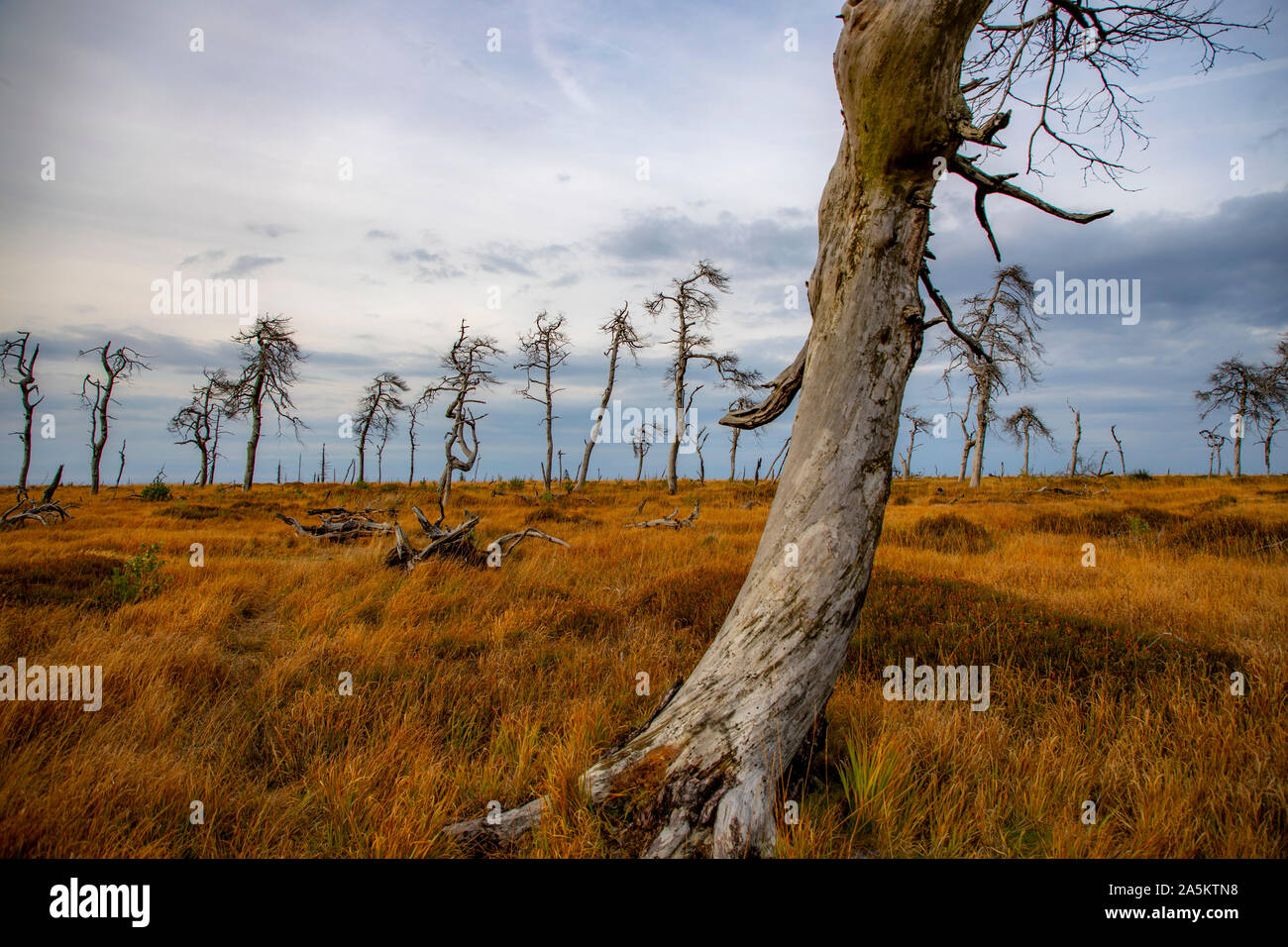 Belgium, Wallonia, the High Fens, high moor, in the Eifel and Ardennes ...