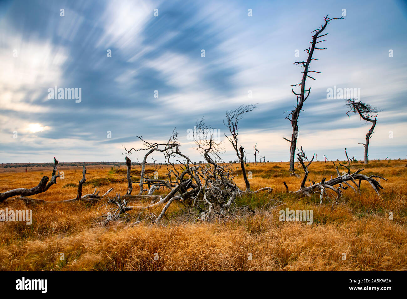 Belgium, Wallonia, the High Fens, high moor, in the Eifel and Ardennes ...