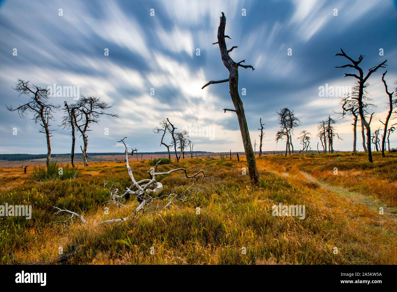 Belgium, Wallonia, the High Fens, high moor, in the Eifel and Ardennes ...