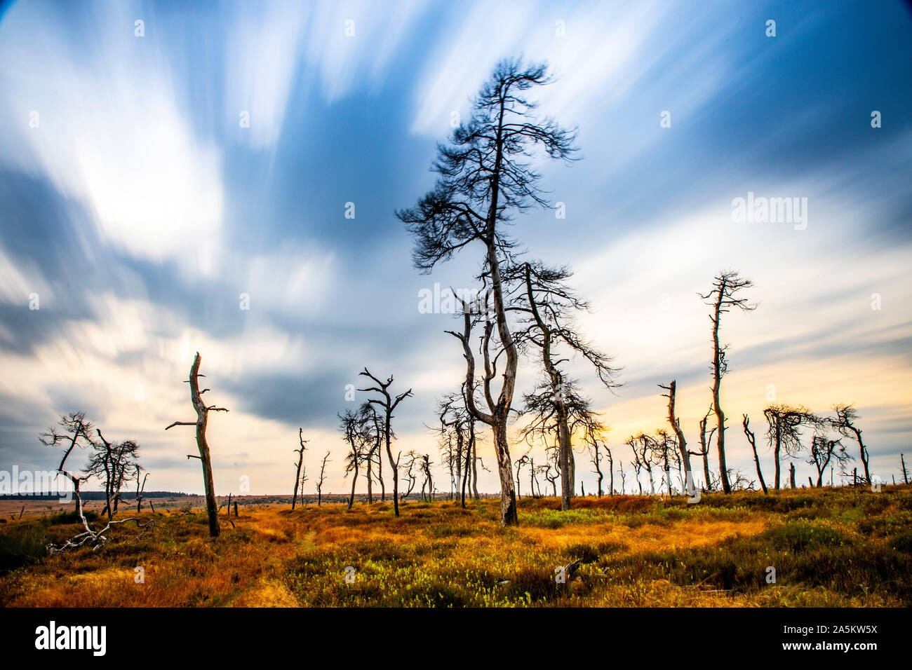 Belgium, Wallonia, the High Fens, high moor, in the Eifel and Ardennes ...