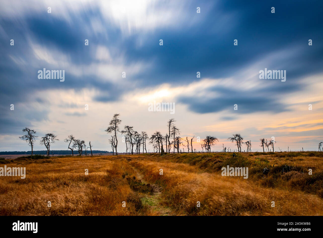 Belgium, Wallonia, the High Fens, high moor, in the Eifel and Ardennes ...