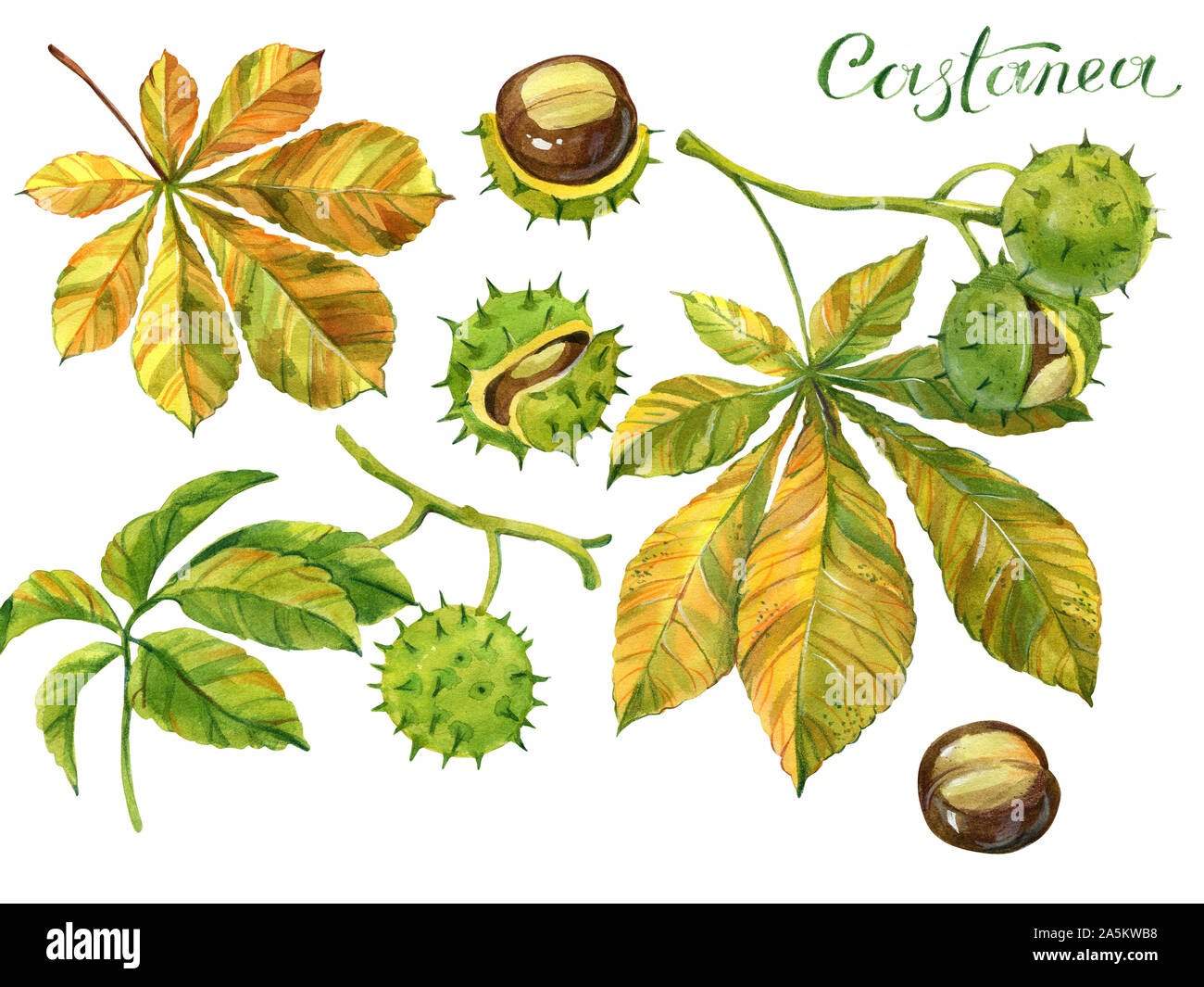 Chestnut leaf drawing hi-res stock photography and images - Alamy