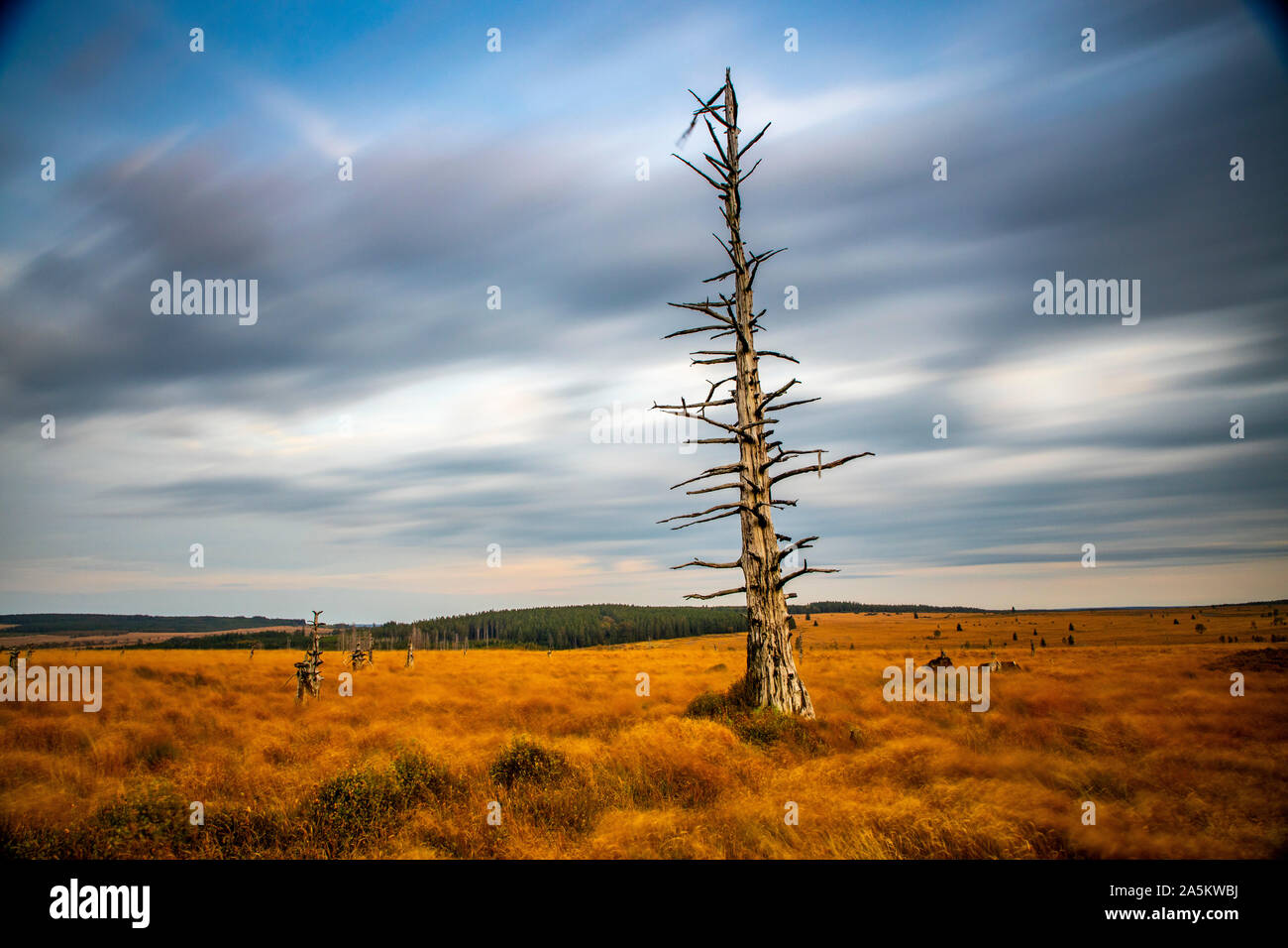 Belgium, Wallonia, the High Fens, high moor, in the Eifel and Ardennes ...