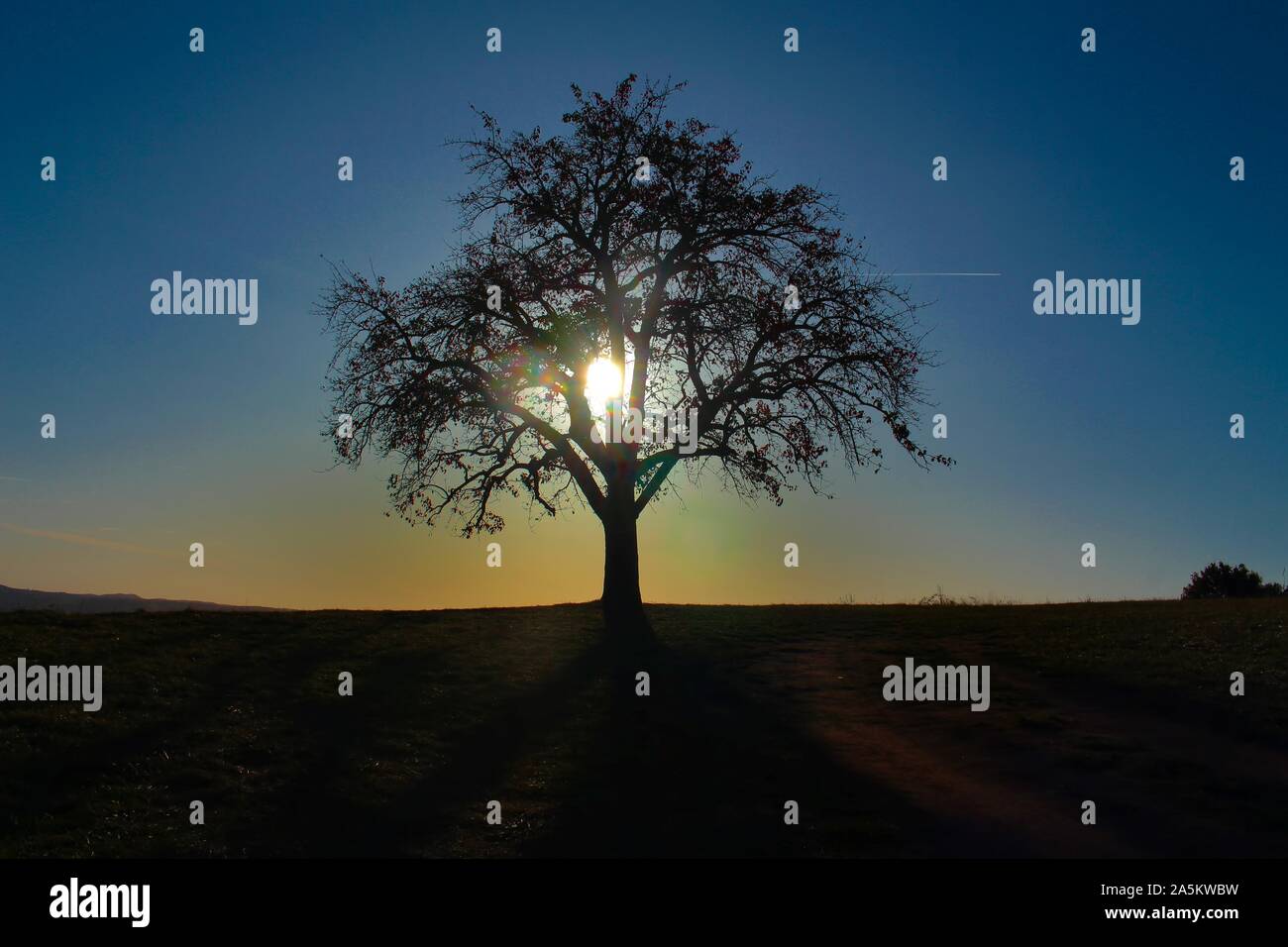 Light lit tree silhouette hi-res stock photography and images - Alamy