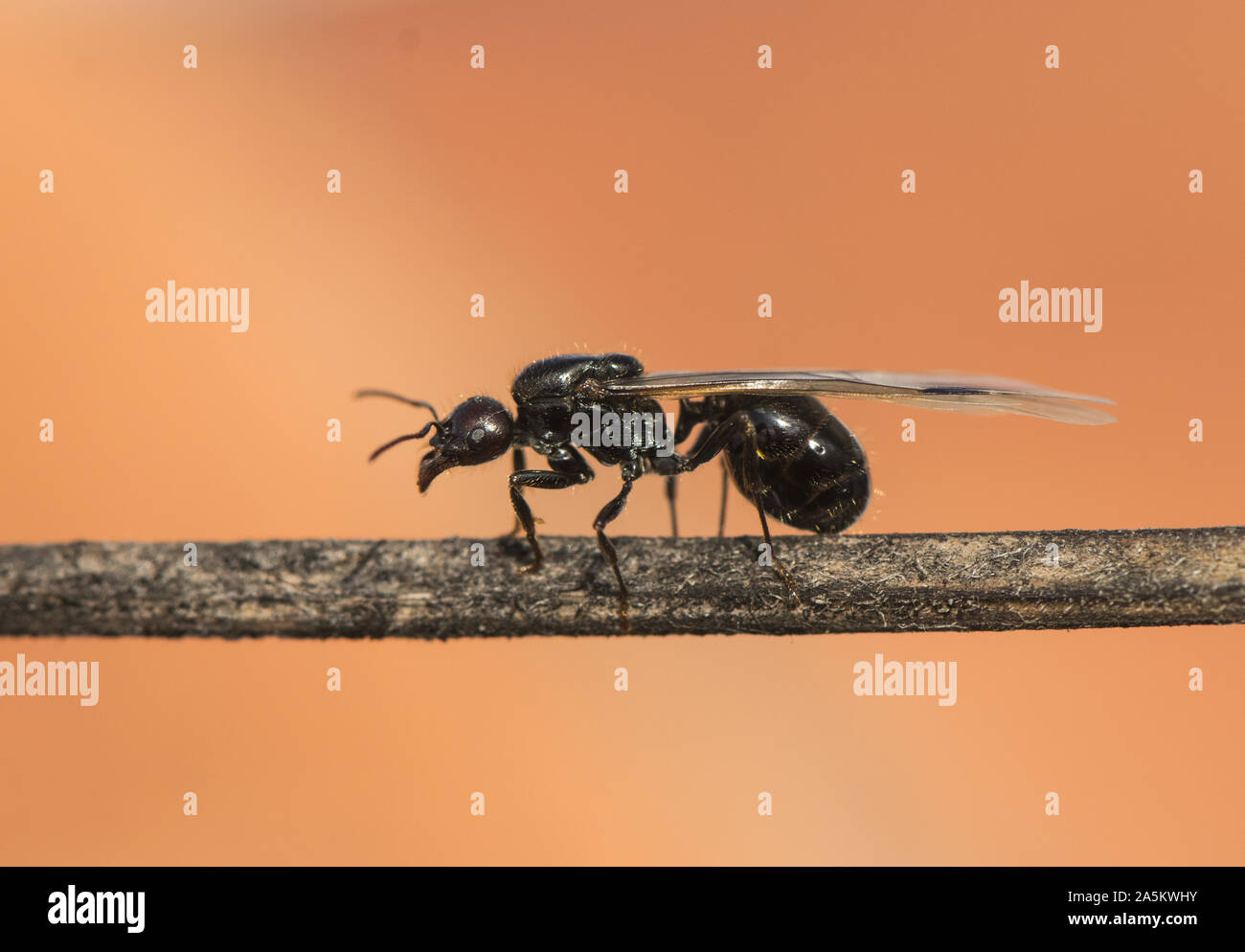Mating Insect Breeding High Resolution Stock Photography and Images - Alamy