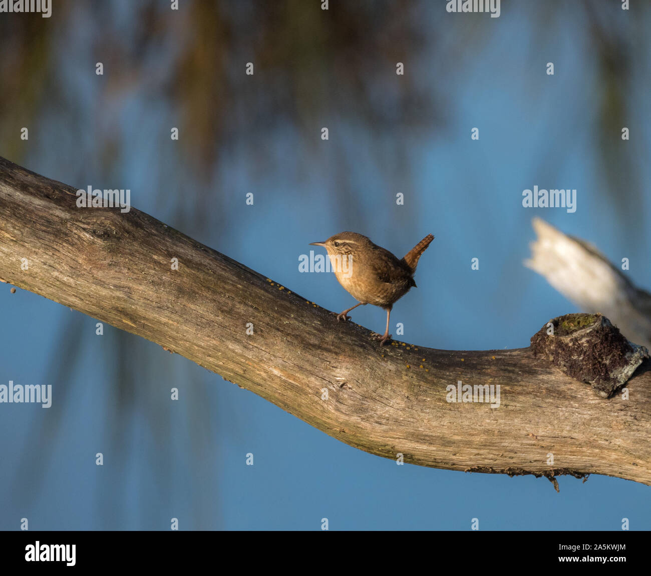 Wren on perch Stock Photo - Alamy
