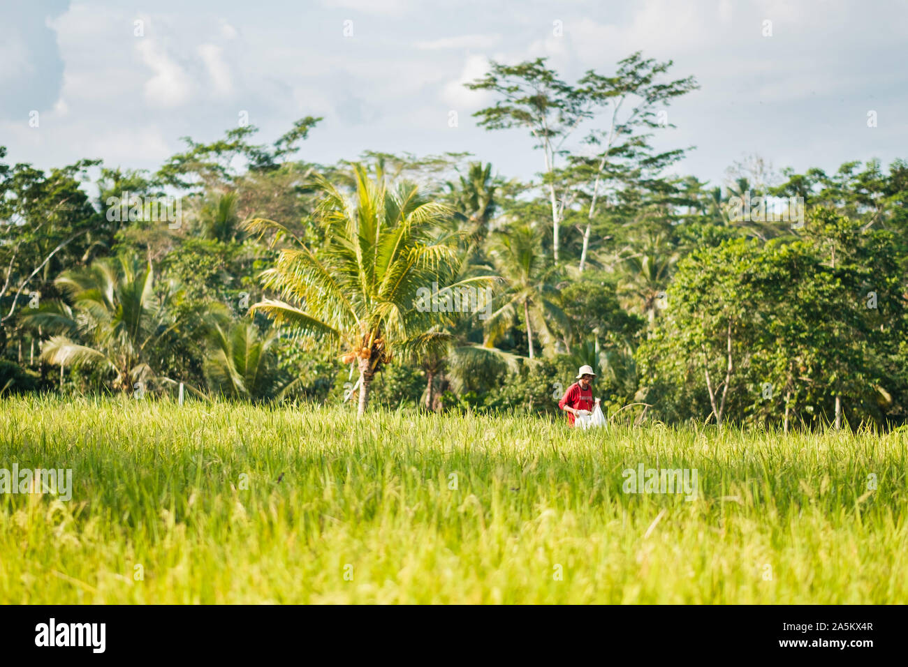 Farmer working in exotic Bali, palm trees Stock Photo - Alamy
