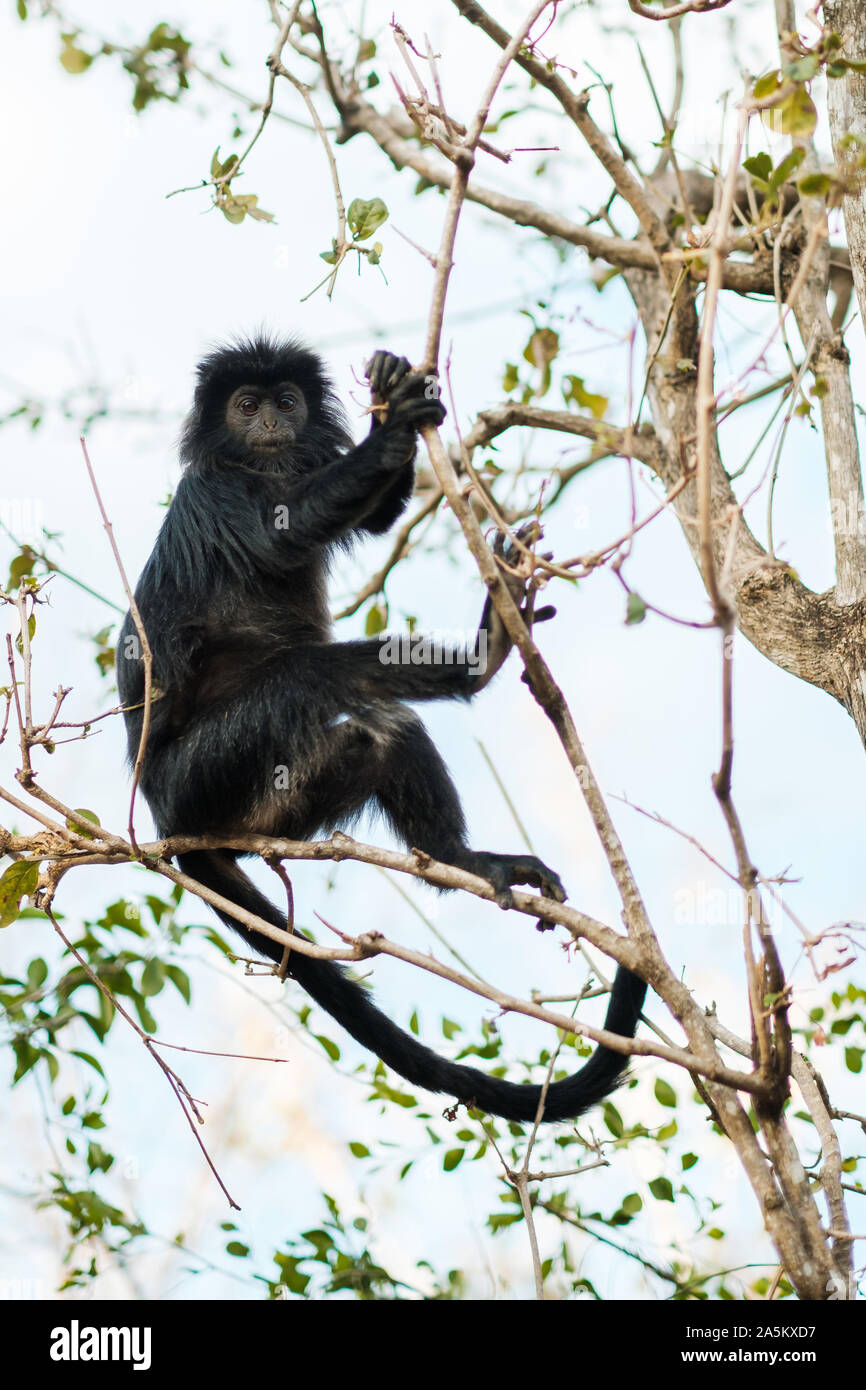 Balinese black monkey hi-res stock photography and images - Alamy