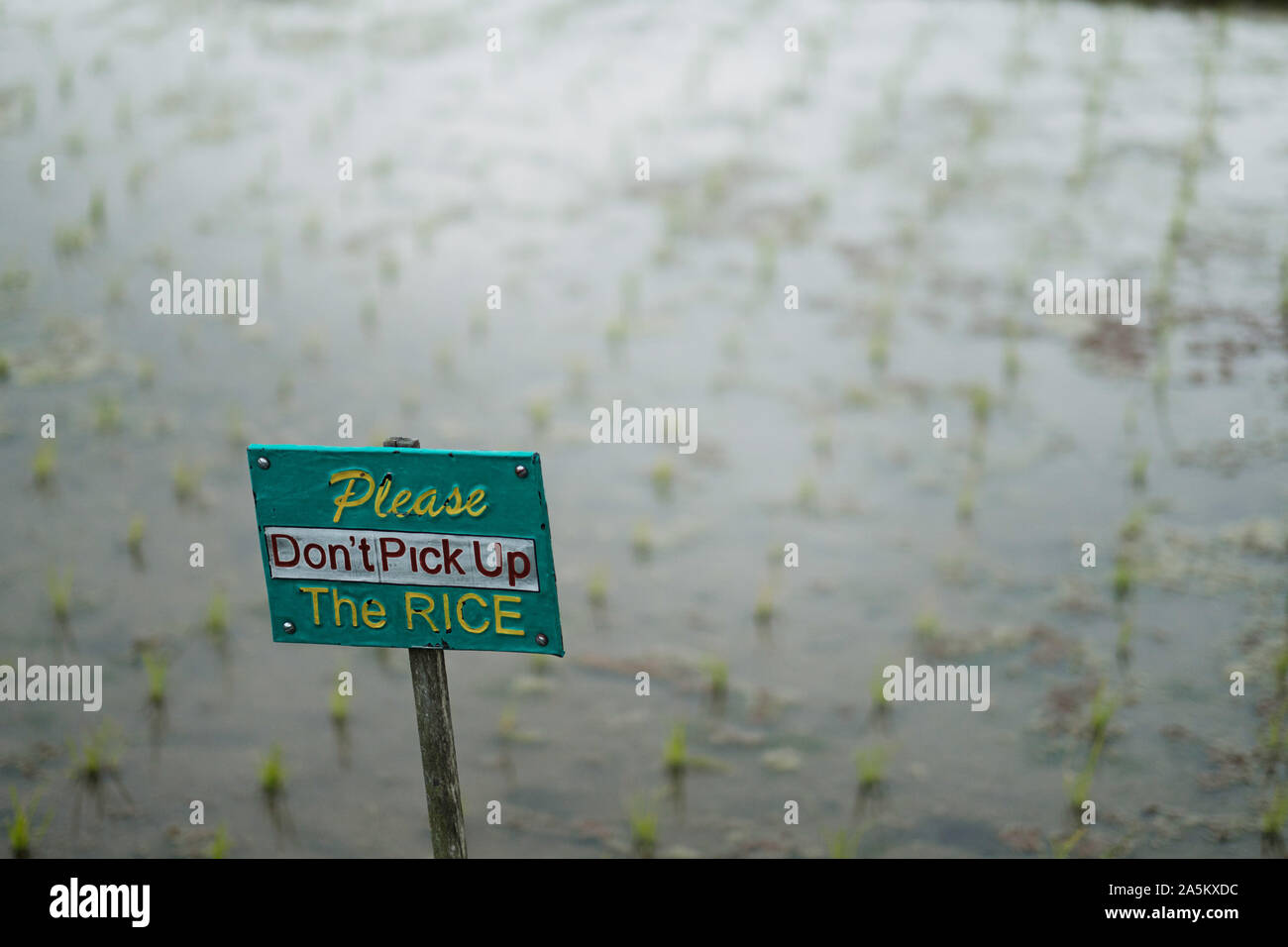 Pick pick rice hi-res stock photography and images - Alamy
