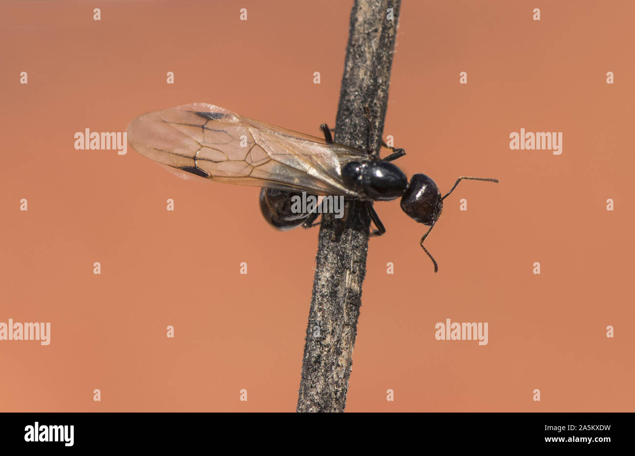 Reproduction Ants High Resolution Stock Photography and Images - Alamy