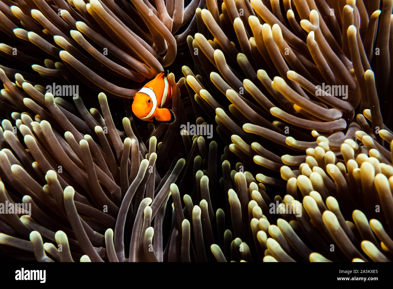 Out of the hideout hi-res stock photography and images - Alamy