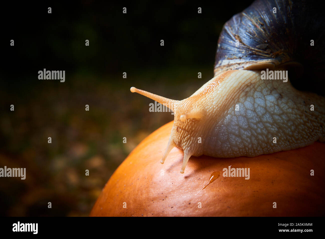 Pumpkin Plant Climbing High Resolution Stock Photography and Images - Alamy
