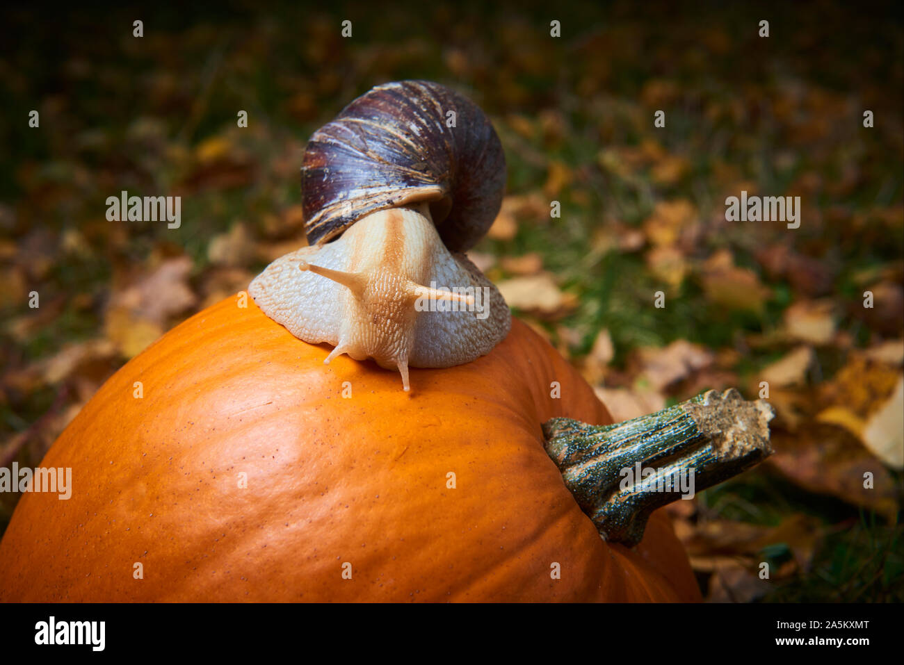 Snail crawling on pumpkin hi-res stock photography and images - Alamy