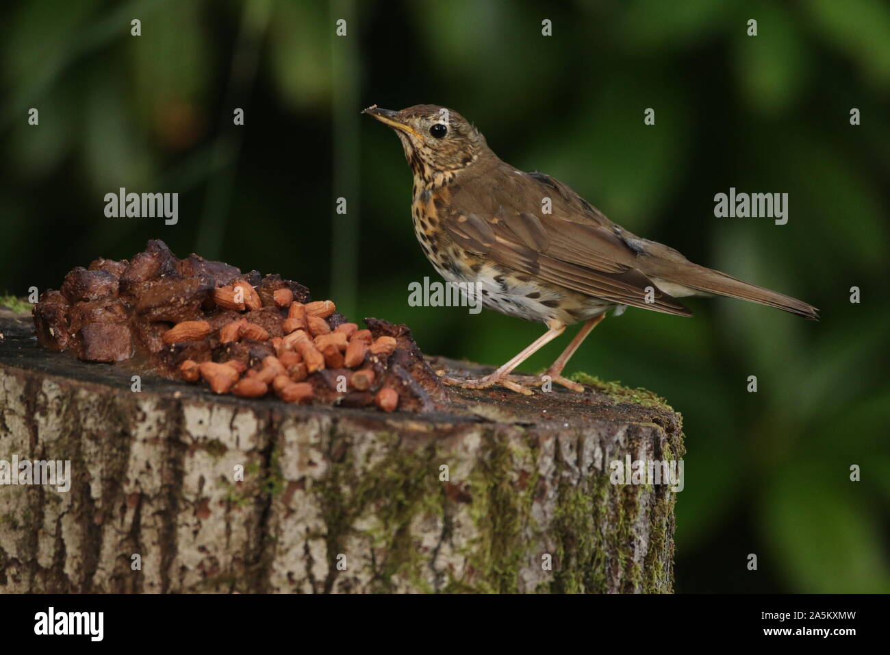 Thrush bird table hi-res stock photography and images - Alamy