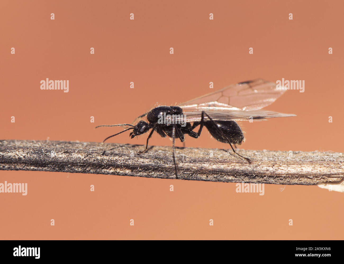 Ant Species High Resolution Stock Photography and Images - Alamy
