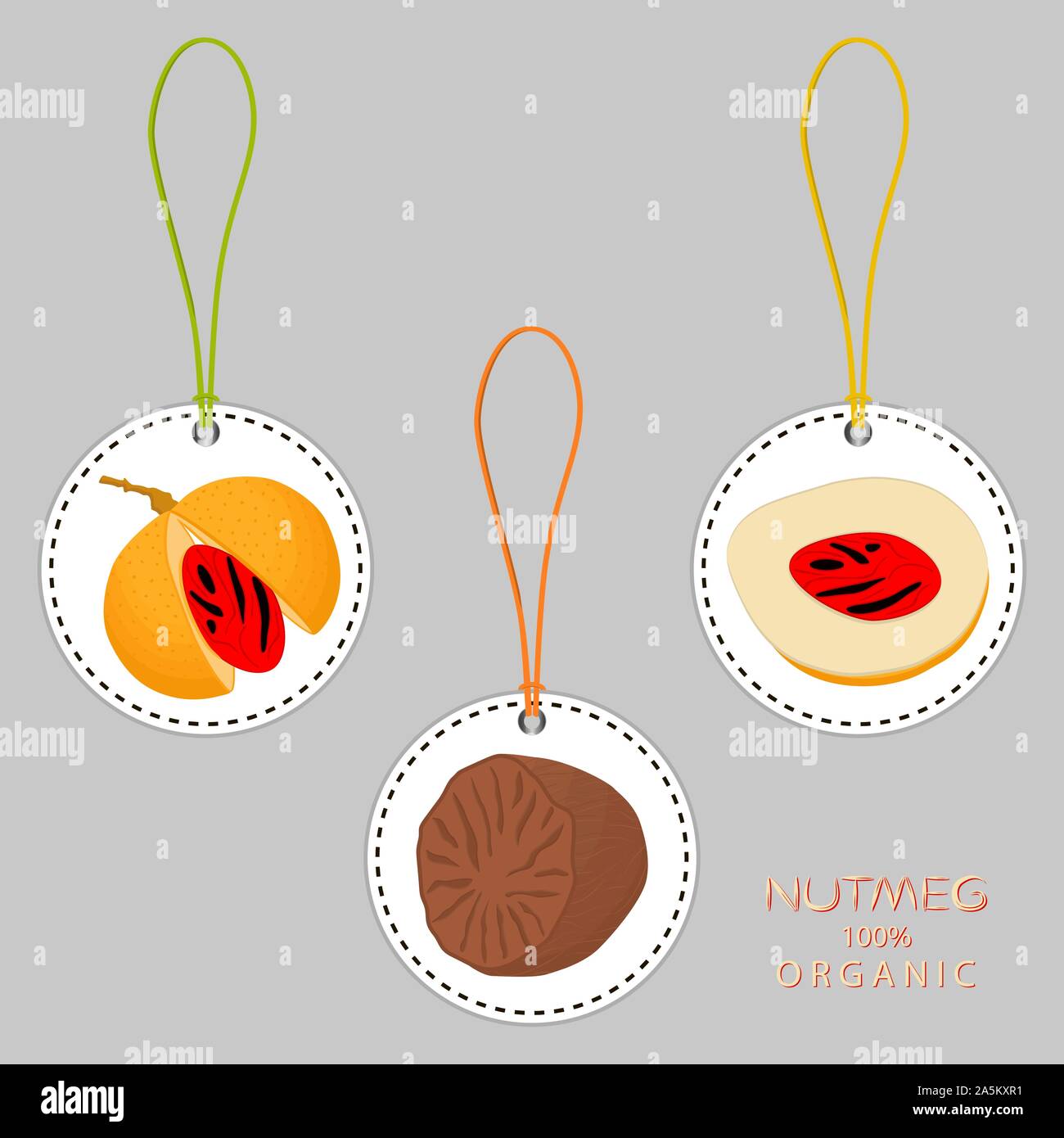 Illustration on theme big set different types spice nutmeg, nuts ...