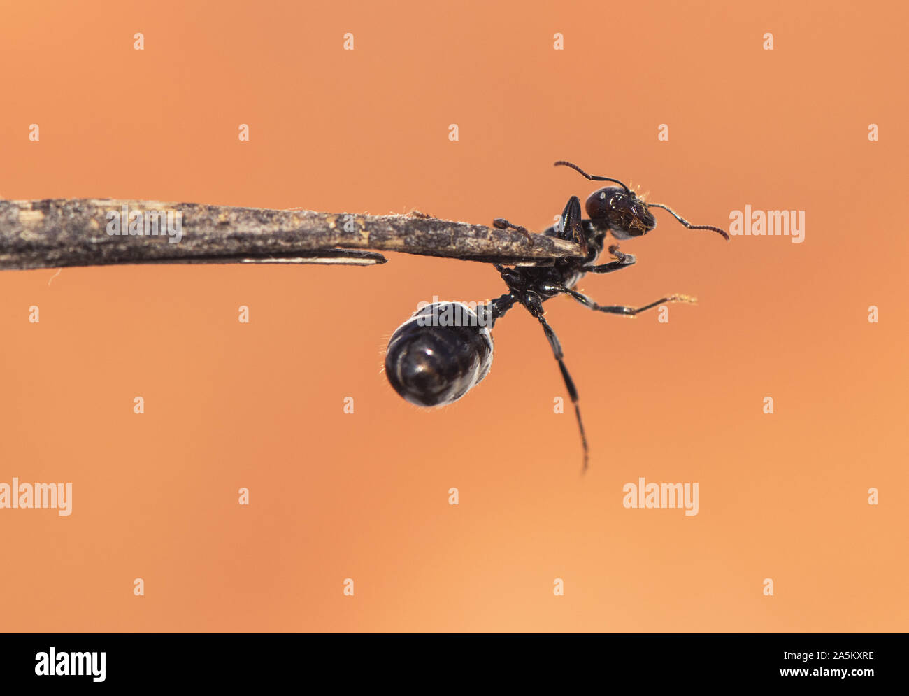 Winged Ants High Resolution Stock Photography and Images - Alamy