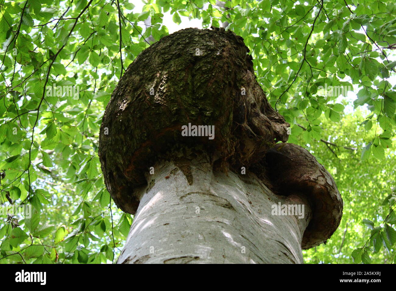 Tree cancer hi-res stock photography and images - Alamy