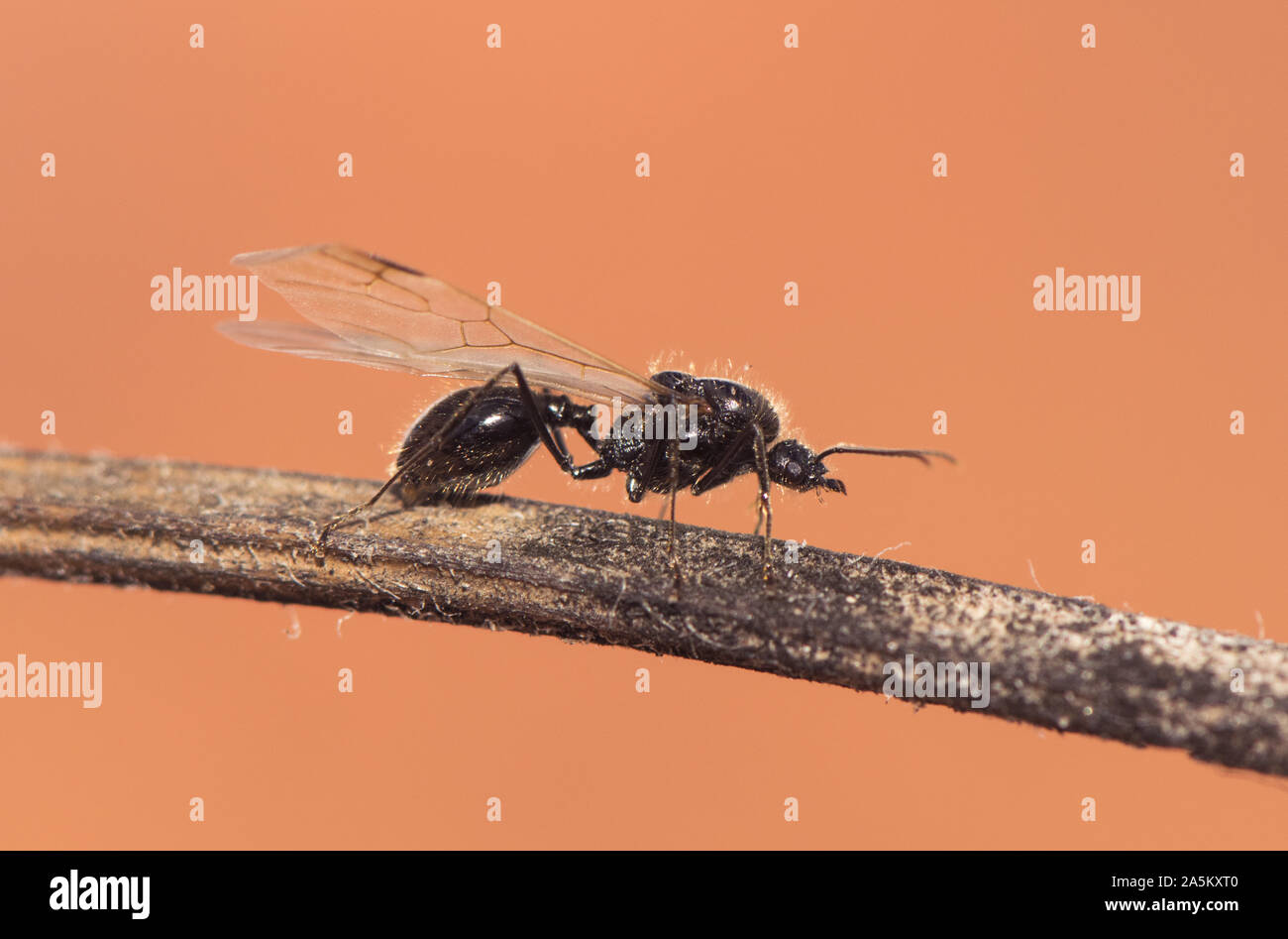 Winged Ants High Resolution Stock Photography and Images - Alamy