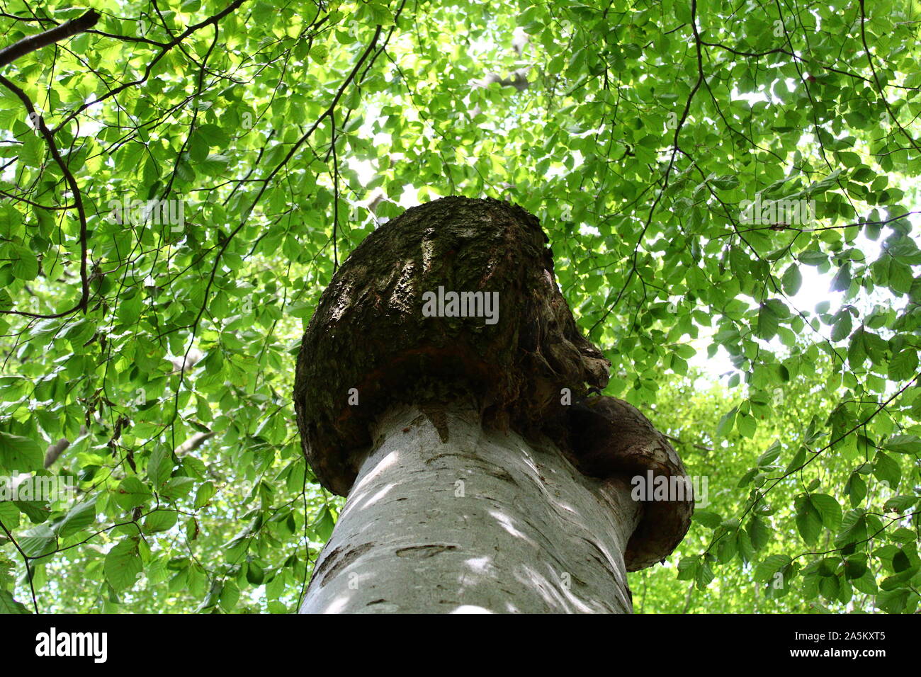 The picture shows a tree with tree cancer Stock Photo - Alamy