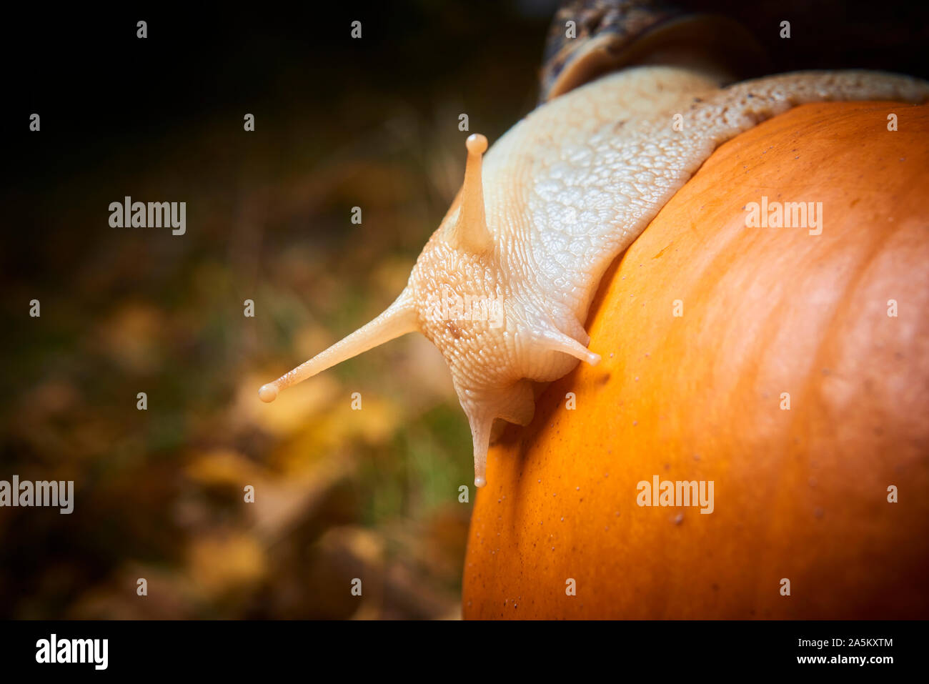 Snail crawling on pumpkin hi-res stock photography and images - Alamy