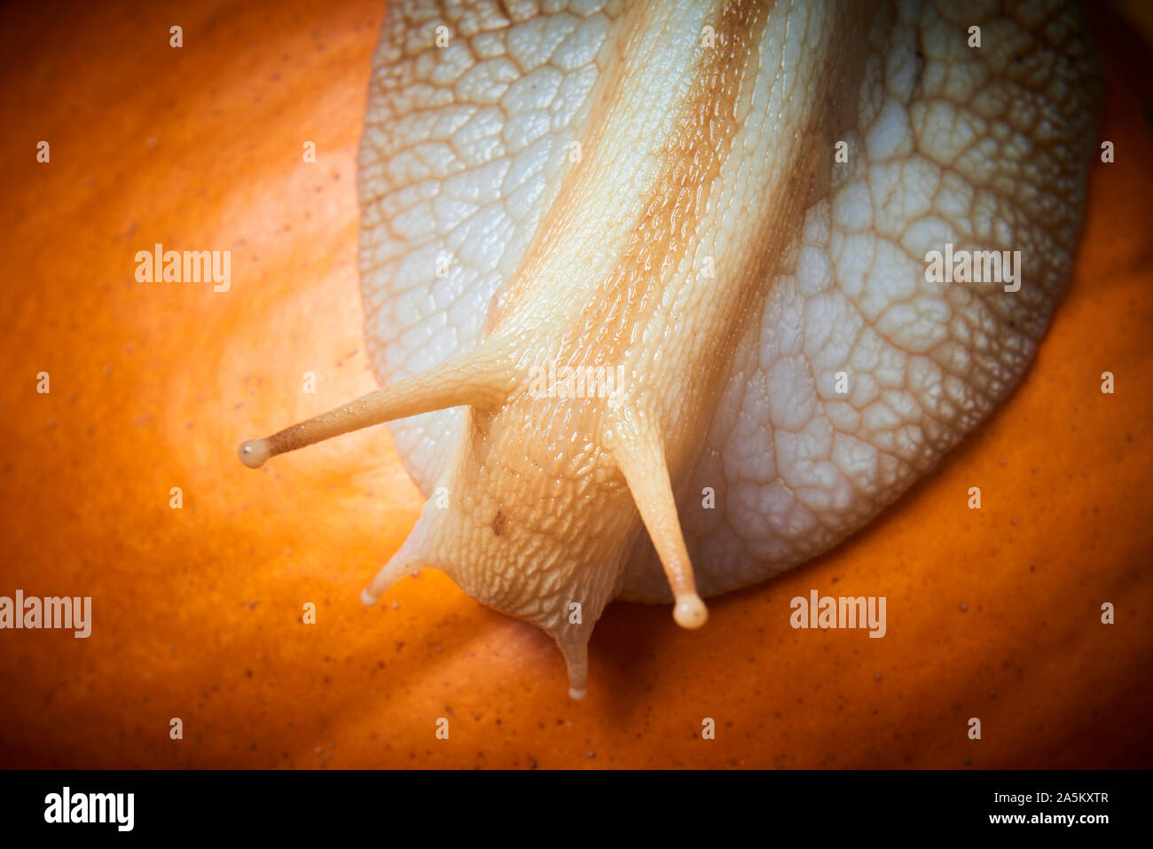 Snail crawling on pumpkin hi-res stock photography and images - Alamy