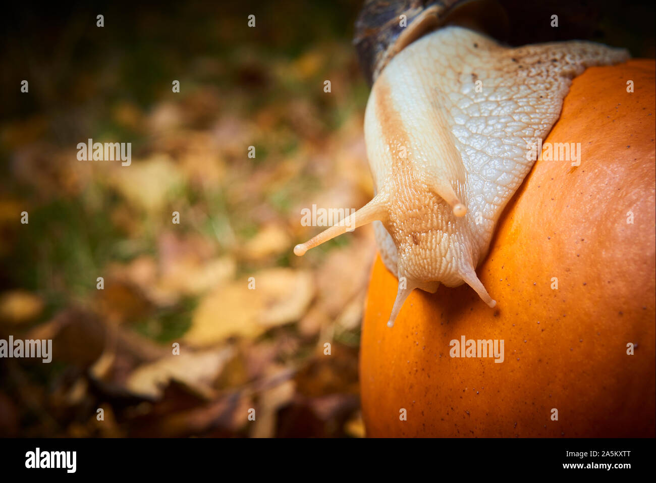 Pumpkin Plant Climbing High Resolution Stock Photography and Images - Alamy