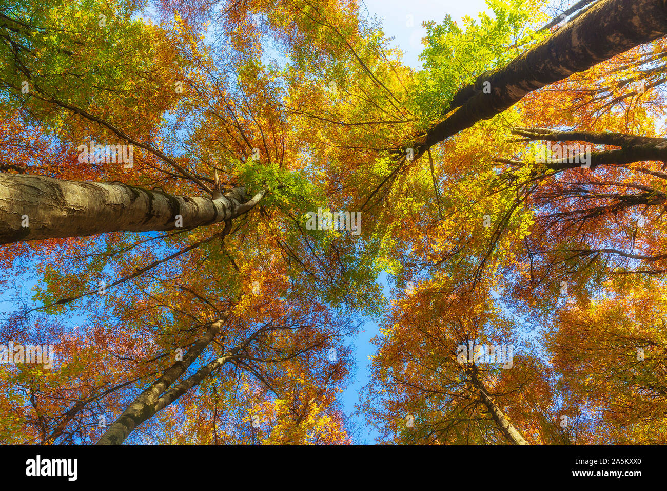 Autumn trees in the forest. Top to bottom view Stock Photo - Alamy