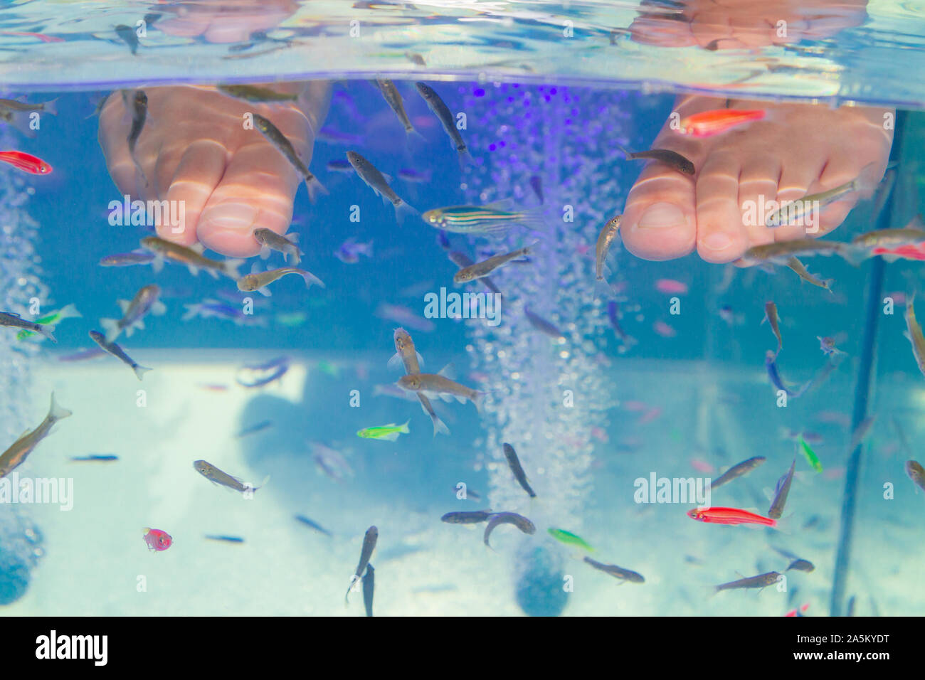Fish Garra rufa in the aquarium treated feet Stock Photo - Alamy