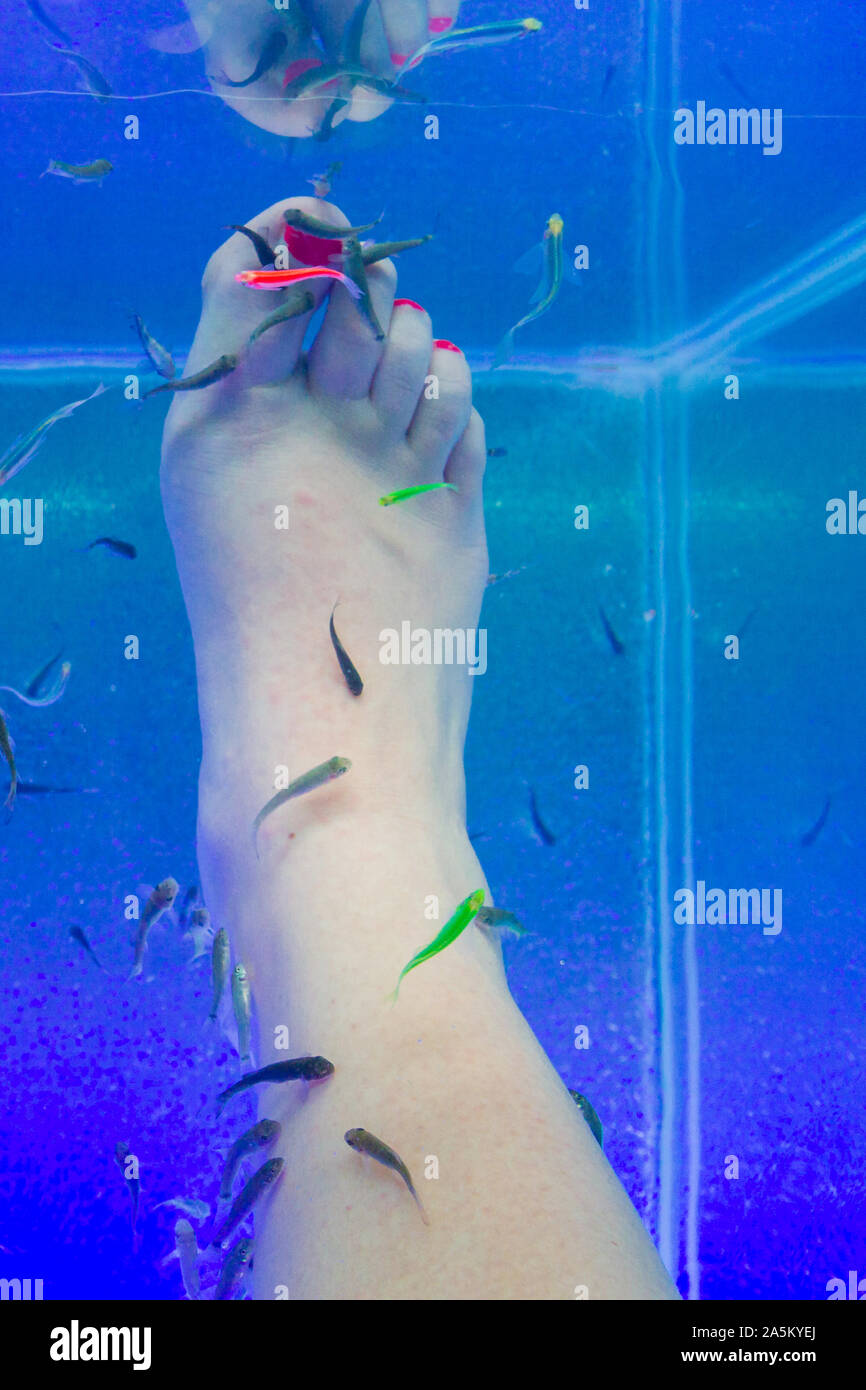 Fish Garra rufa in the aquarium treated feet Stock Photo - Alamy