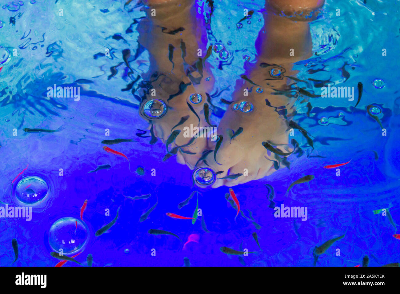 Fish Garra rufa in the aquarium treated feet Stock Photo - Alamy