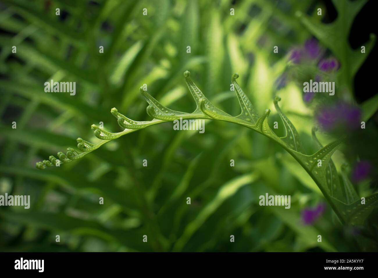 Unique green curly leaves plant Stock Photo - Alamy