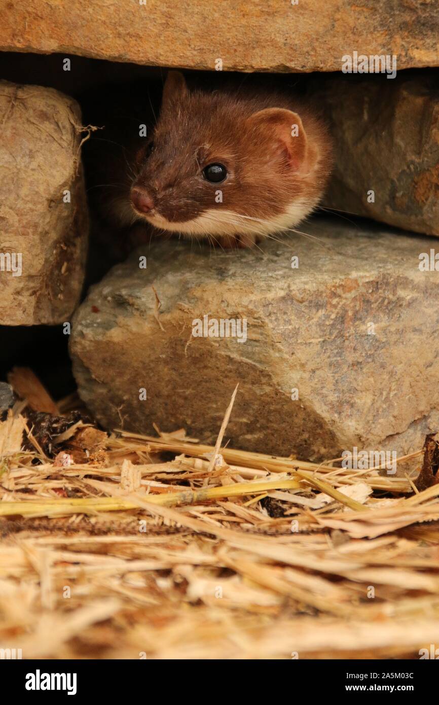 Savage predator hi-res stock photography and images - Alamy