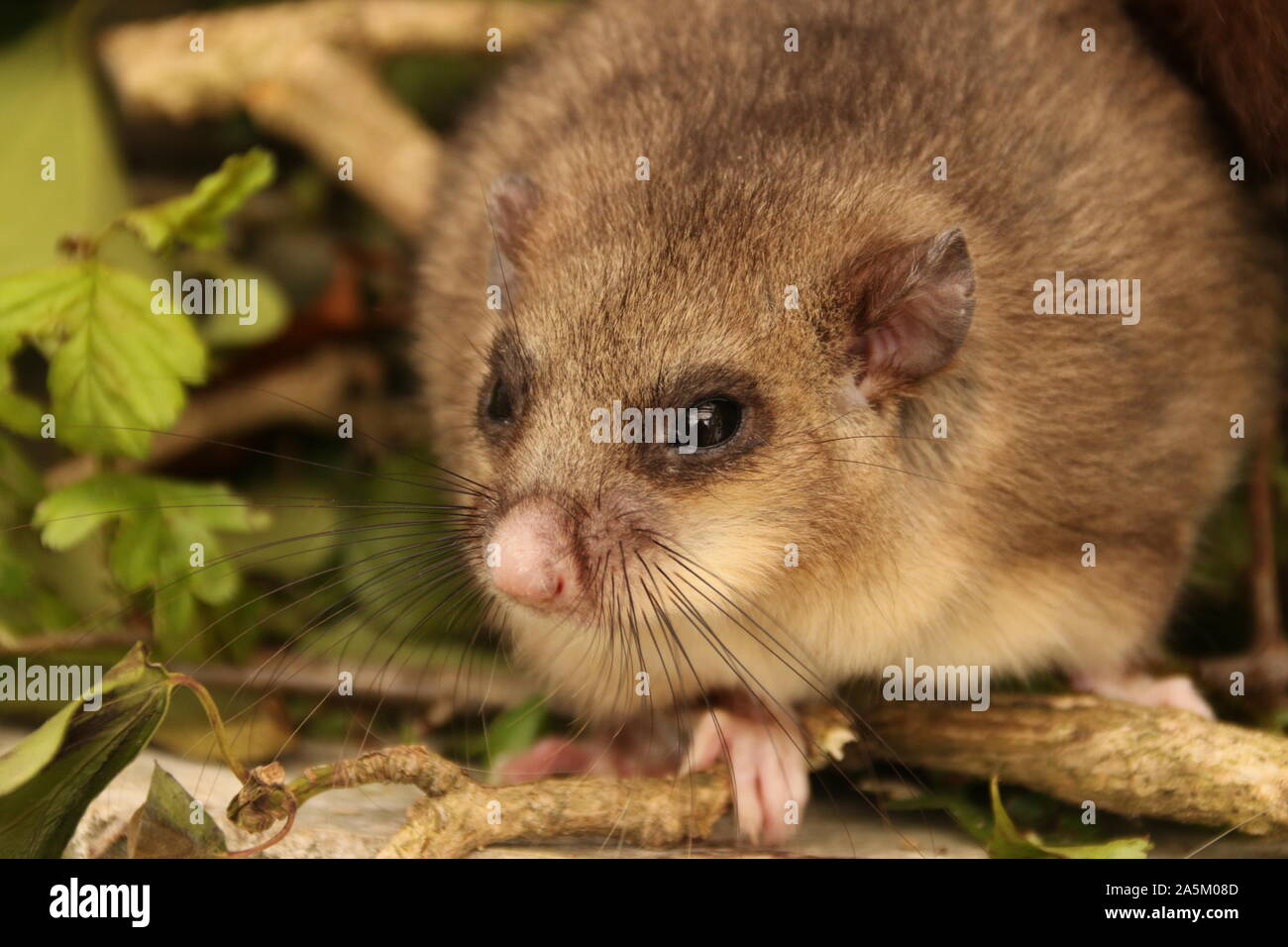 Dormouse of europe hi-res stock photography and images - Alamy