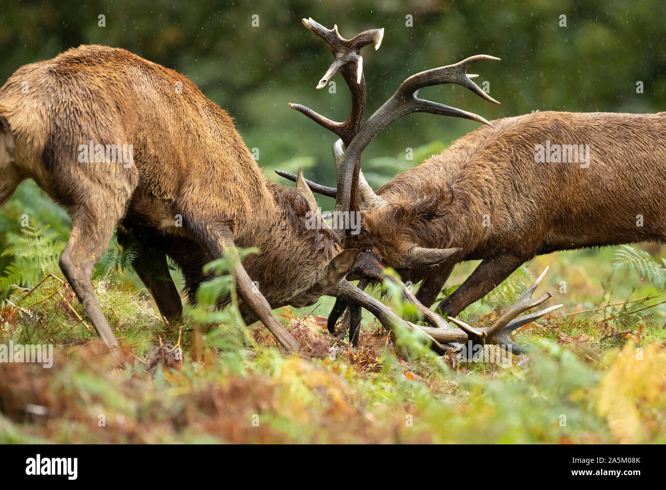 Deer with locked antlers hi-res stock photography and images - Alamy