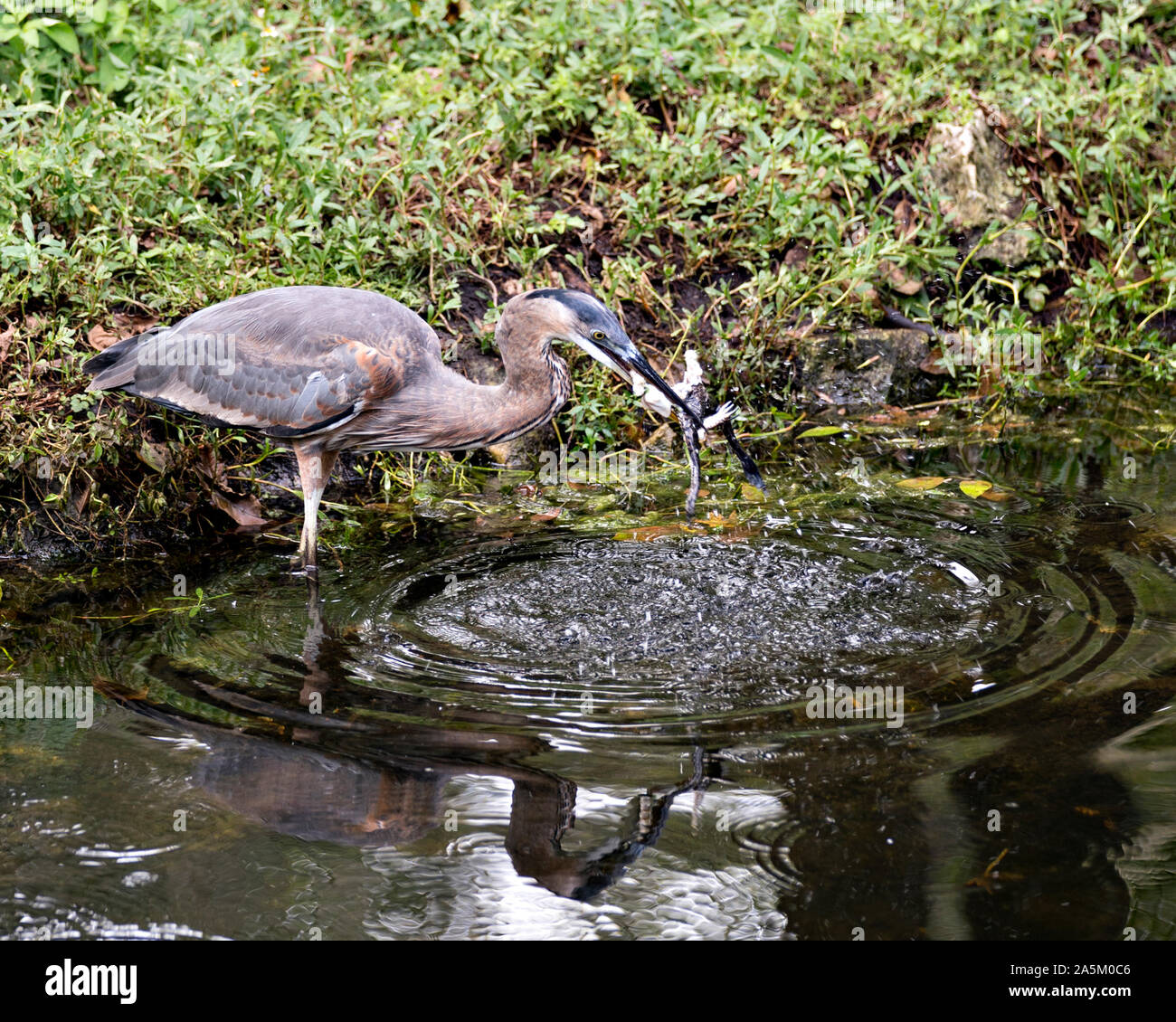 Blue Heron bird by the river and eating a frog with its reflection in ...