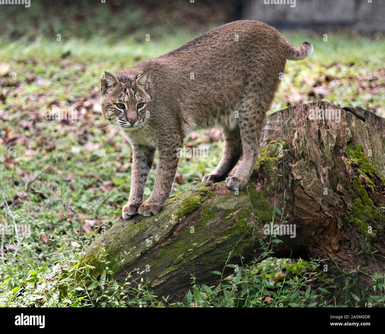 Bobcat on a trunk of a dead tree displaying its body, head, eyes, ears ...