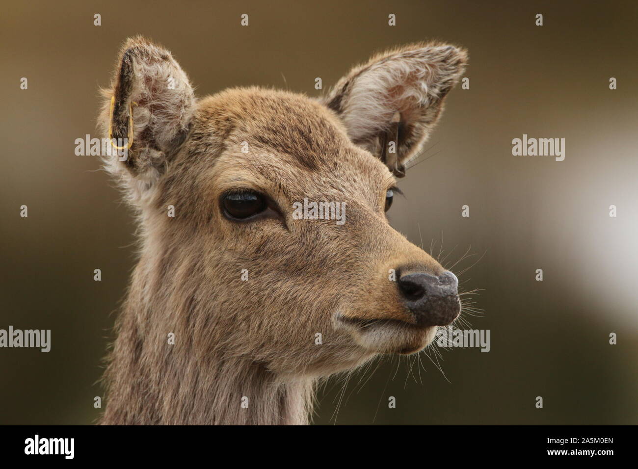 SIKA DEER DOE Stock Photo - Alamy