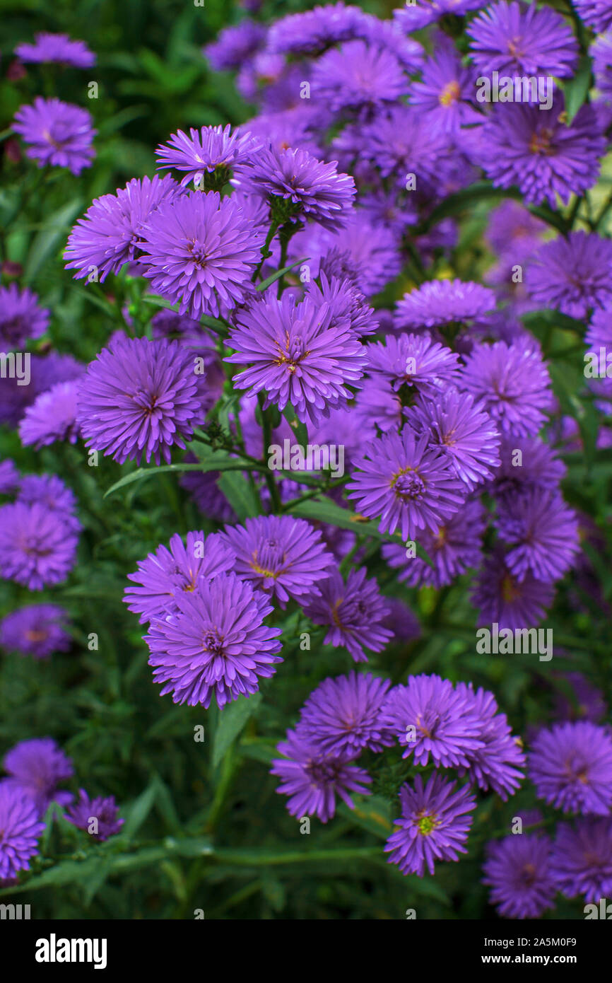 Beautiful purple Aster flowers closeup picture Stock Photo - Alamy