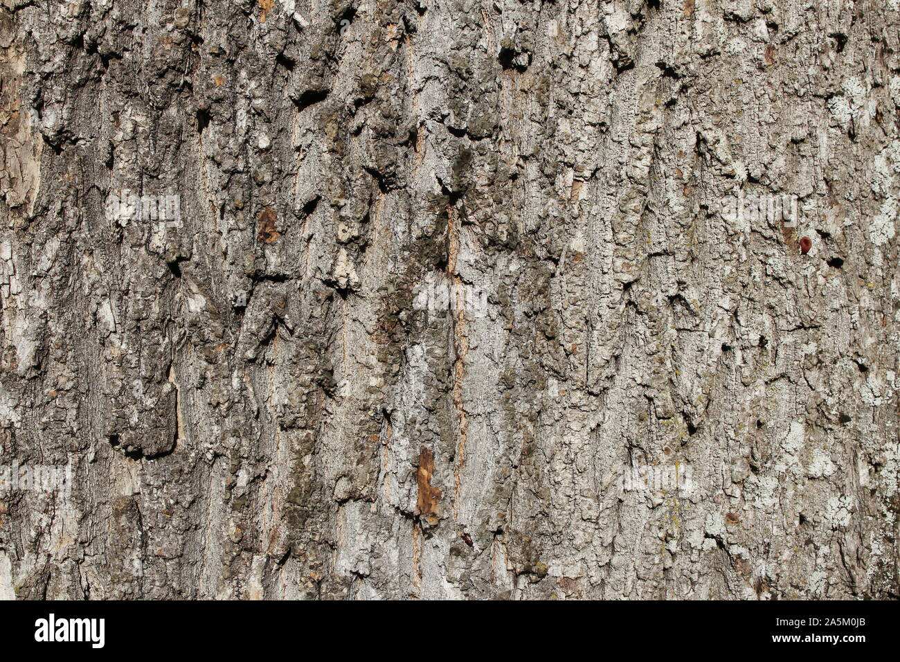 Rugged tree bark texture for background or wallpaper Stock Photo - Alamy