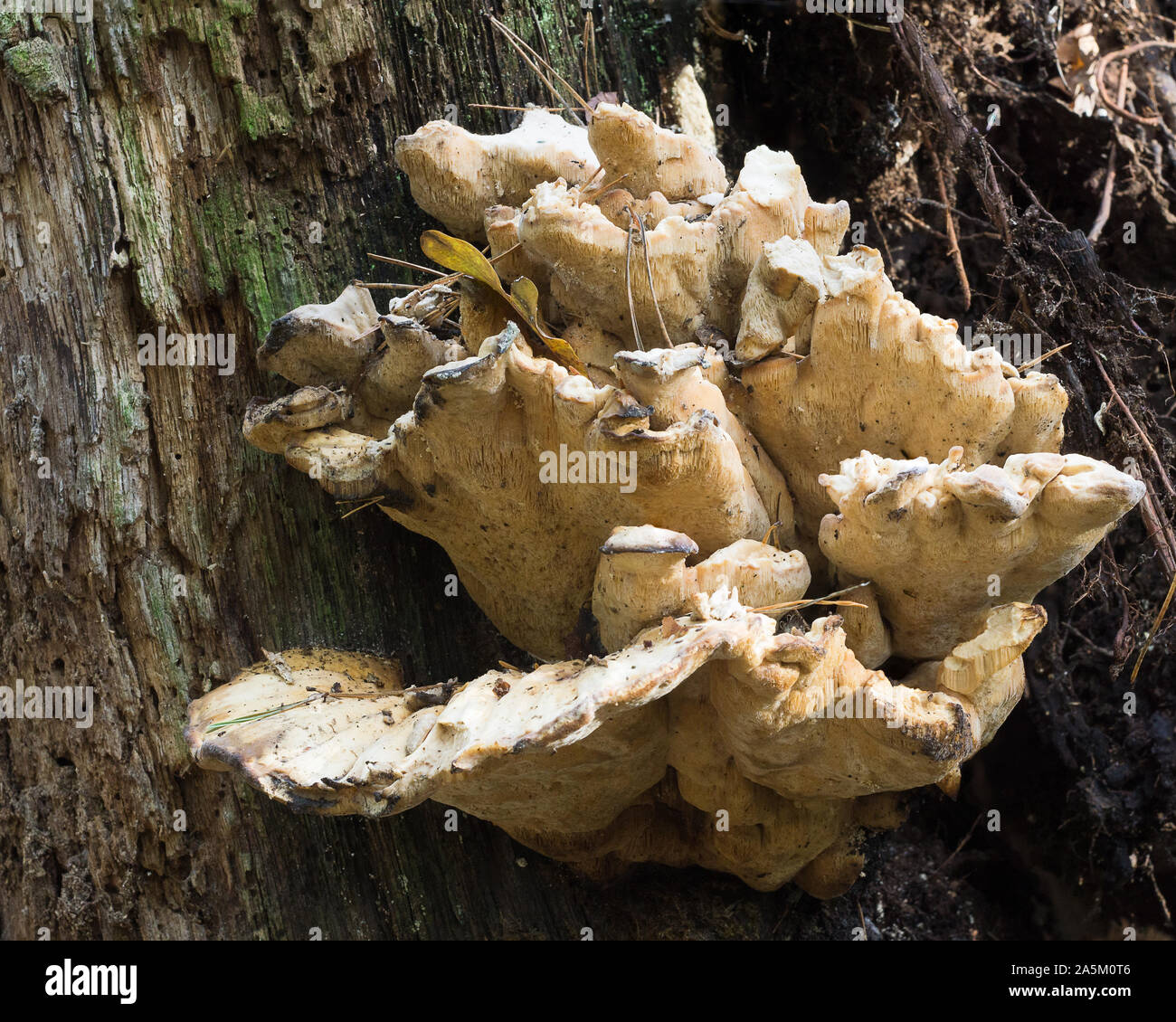 a tree fungus on a dead tree trunk Stock Photo - Alamy